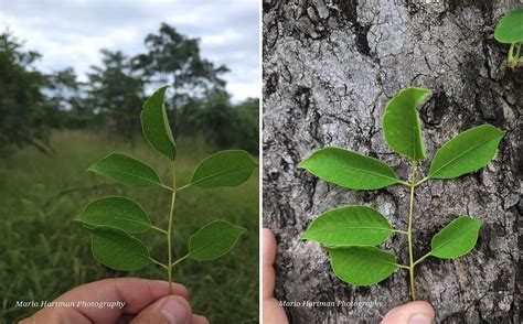 The Magnificent Marula Tree Idube Game Reserve
