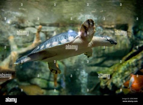 Pig Nosed Turtle Or Carettochelys Insculpta Also Known As The Fly