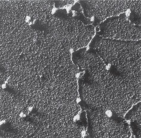 Solved For Each Image Below Identify The Type Of Microscopy Chegg Com