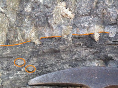 Arthrophycus Alleghaniensis A Trace Fossil From The Silurian Tuscarora