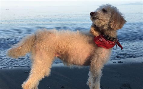 Hanna Aka Moopy Resting Paws In Home Veterinary Hospice Services Victoria B C