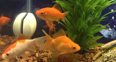 Fish Immune Function Aquatic Veterinary Services
