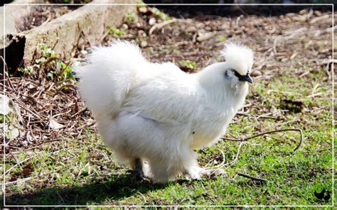 Fluffy Chicken Breed