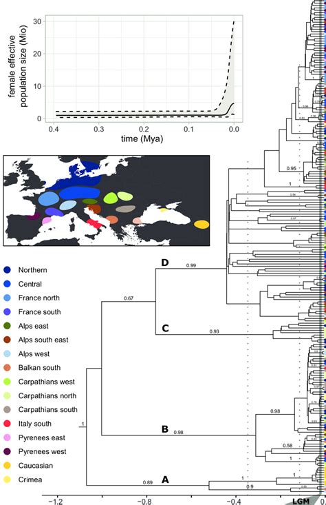 Time Calibrated Phylogenetic Tree From Bayesian Analysis Of