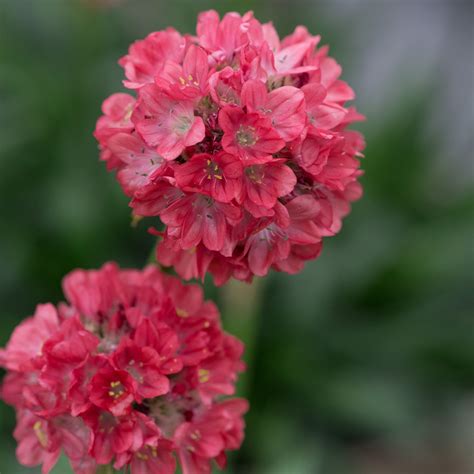 Armeria Pseudarmeria Dreamland Dreameria Series Garden Wildlife
