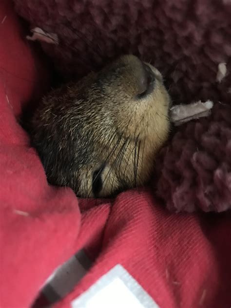 Fat Squirrel Doesnt Know How Hard Life Is Rfatsquirrelhate