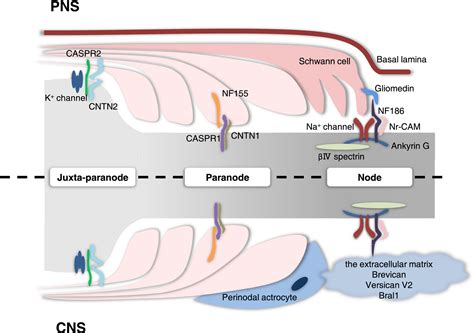 Anti‐nodalparanodal Antibodies In Human Demyelinating Disorders
