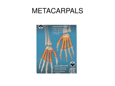 Ppt Bones Of The Skeletal System Powerpoint Presentation Free Download Id 6706439