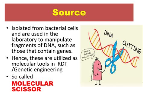 Restriction Endonuclease An Enzyme For Getting Fragment Of Dna For