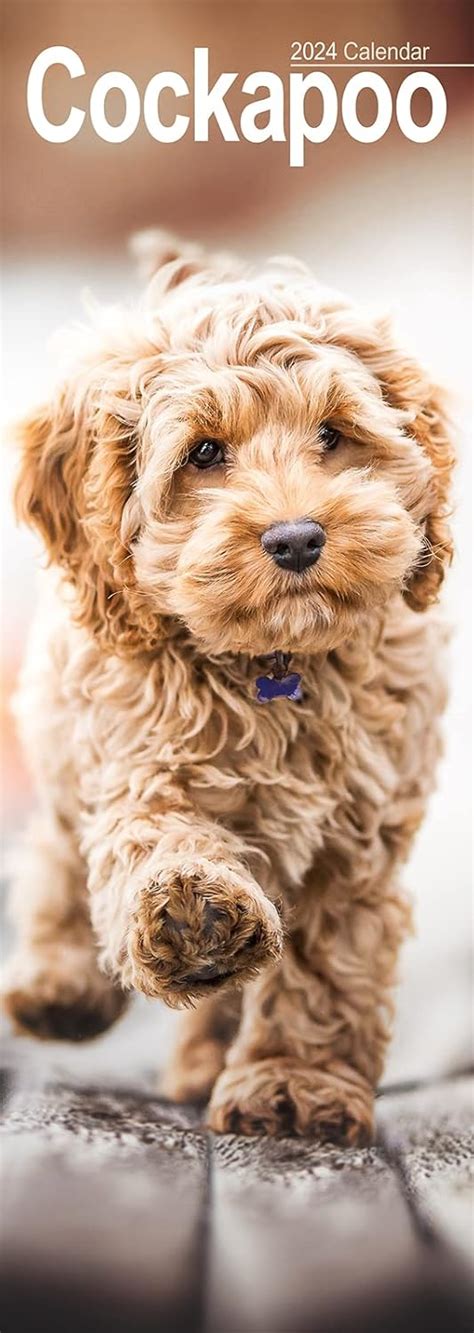 Cockapoo Slim Calendar 2024 Dog Breed Slimline Calendar