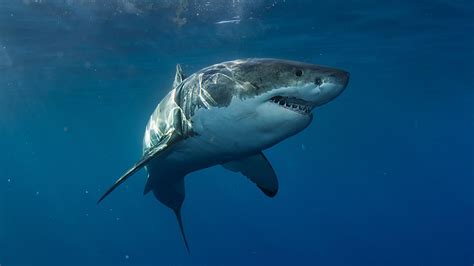 7 самых опасных животных в мире Некоторые выглядят вполне добродушно РБК Life