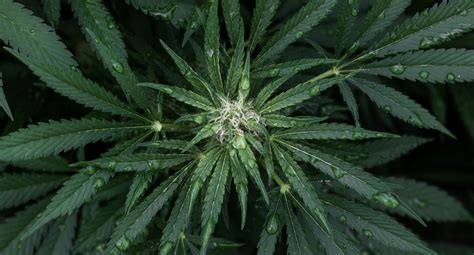 Types Of CBD Flower Full Broad Spectrum Isolate