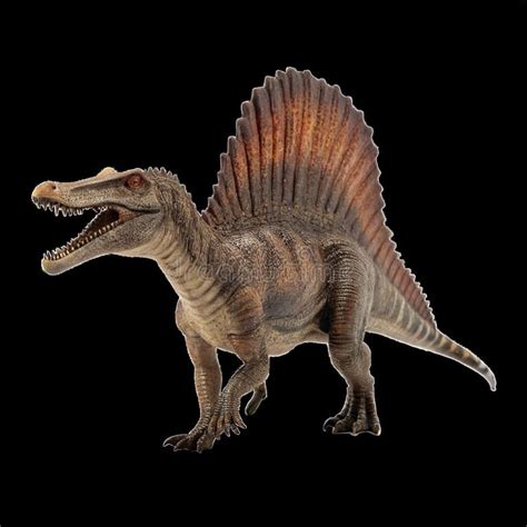 Spinosaurus Size Stock Illustrations 18 Spinosaurus Size Stock