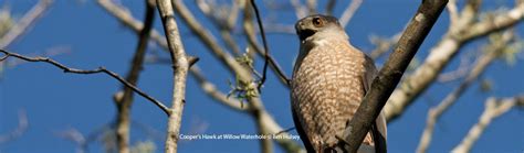 Sharp Shinned Hawk Nesting Habits