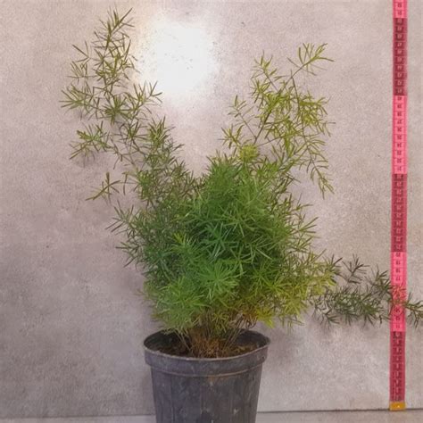 شویدی گلسرای پردیسان 537807 معرفت