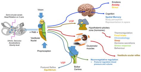 Vestibular Nerve Pathway
