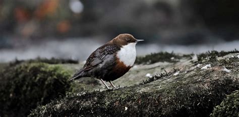 Dipper Characteristics Diet Facts And More [fact Sheet]