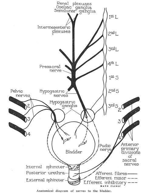The Nerves Of The Urinary Bladder In The Human Being Mayo Clinic