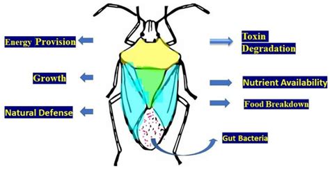 Insect Microbial Symbionts Ecology Interactions And Biological