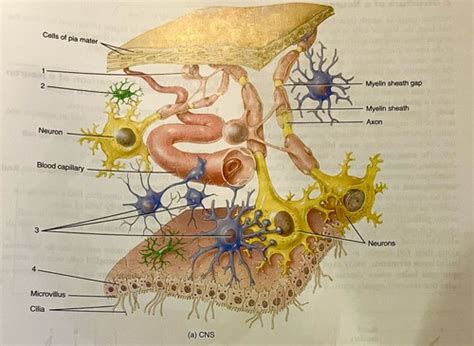 Biol 242 Lab Week One Ch 16 17 Flashcards Quizlet