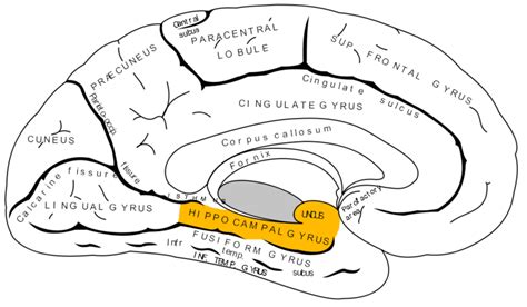 Categoryparahippocampal Gyrus Wikimedia Commons