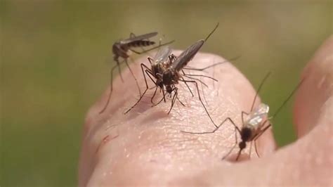 Mosquitoes In Houston How Recent Rain And Dry Days Makes Perfect Storm