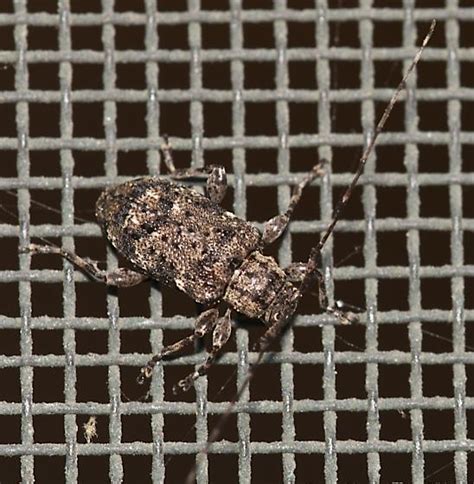 Another Small Beetle Astylopsis Sexguttata BugGuide Net