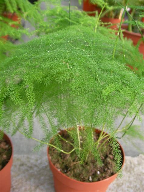 аспарагус мъката на художника Asparagus Градина