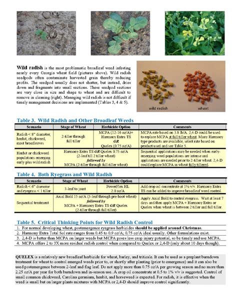 Wheat Production And Weed Control Plow Points
