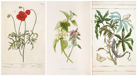 Art Therapy For Weeds Turns Them Into ‘street Flowers The Irish Times