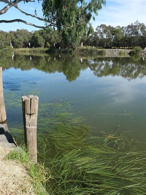 Barwon River Toxic Blue Green Algae Outbreak Detected Geelong Advertiser