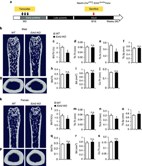 Deletion Of Ezh2 In Nestin Cells In Early Puberty Results In Bone