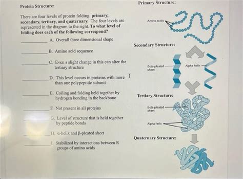 Solved Primary Structure Protein Structure There Are Four