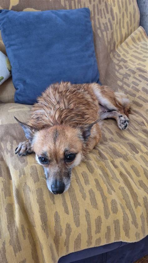 Більше року прожила під плитою на підприємстві собачка з Нікополя знайшла родину у Дніпрі