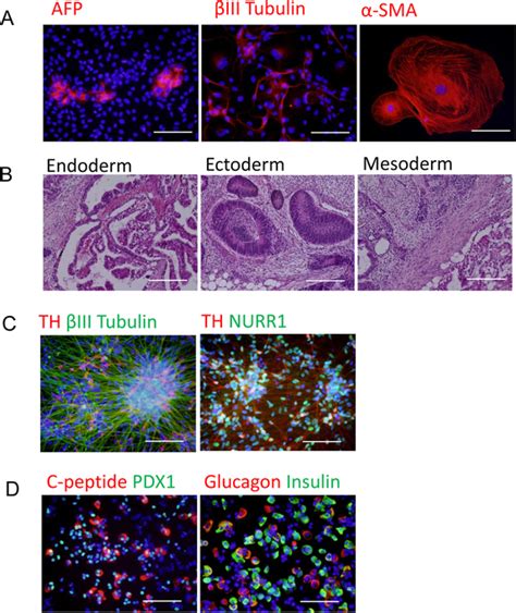 Differentiation Of Automatically Cultured Hips Cells Into Three Germ