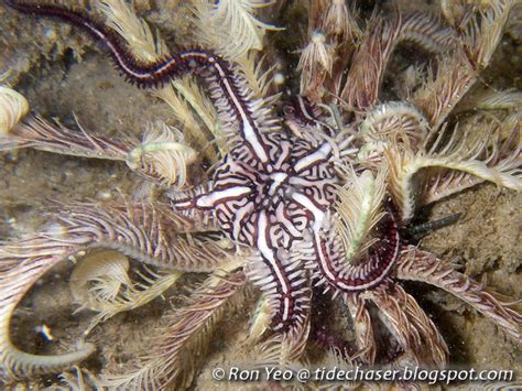 The Tide Chaser Brittle Stars Phylum Echinodermata Class Ophiuroidea