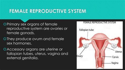 Solution Female Reproductive System Studypool