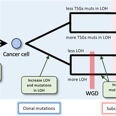 Wgd Event Based Cancer Evolution Model The Predicted Evolutionary
