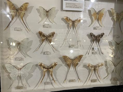 Displaying Pinned Bugs R Entomology