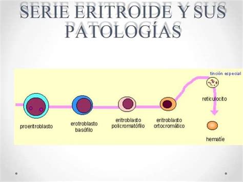 Alteraciones De Los Eritrocitos Citologia Hematologica