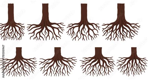 Root System Variations A Visual Guide To Tree Roots And Soil