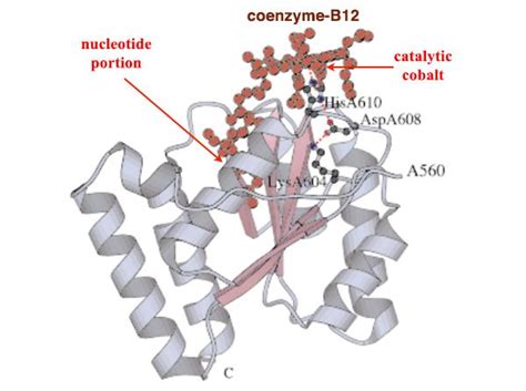 Could Removing Non Functional Parts Of Coenzymes Improve Enzyme