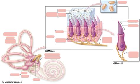 Macula Structure Diagram Quizlet