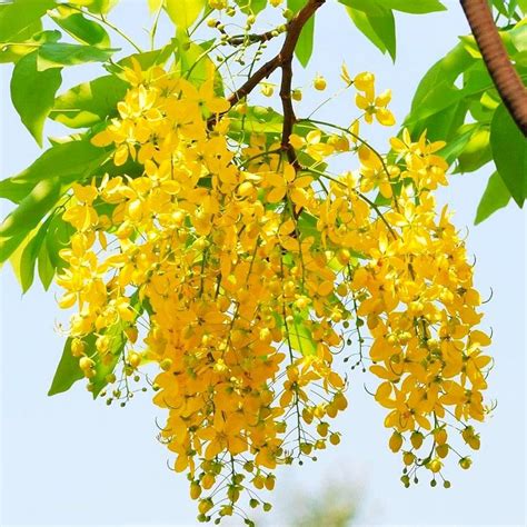 Golden Shower Tree Bahava Golden Shower Tree Amaltas Plant Garden