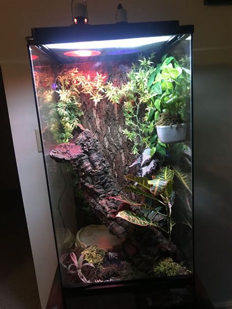 Tokay Gecko Habitat Setup