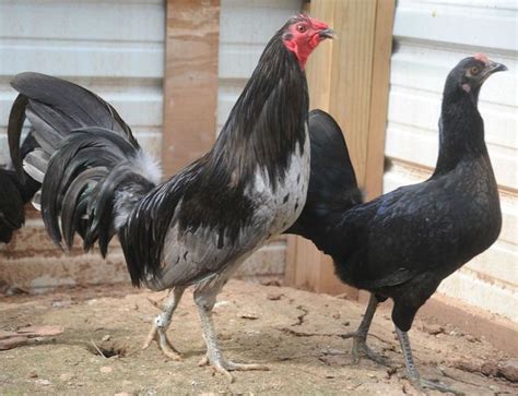 Chickens Chickens Backyard Game Fowl