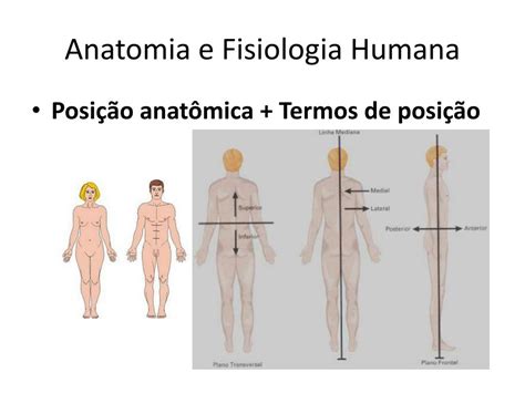 Termos De Posição E Direção Anatomia Humana Retoedu