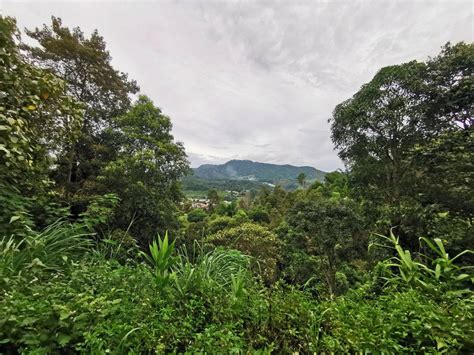 Doi Wawee Sun Dried Red Tea Rishi Tea