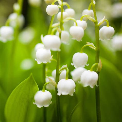 May Birth Flowers And Meanings Lily Of The Valley And Hawthorn