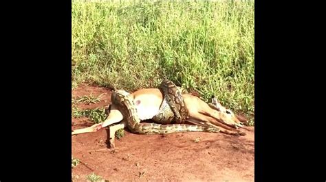 Python Suffocating An Antelope Youtube